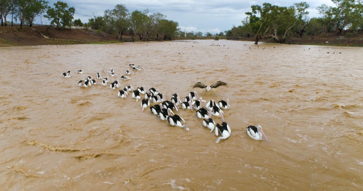 Revive Our Rivers – Healthy Rivers Dubbo